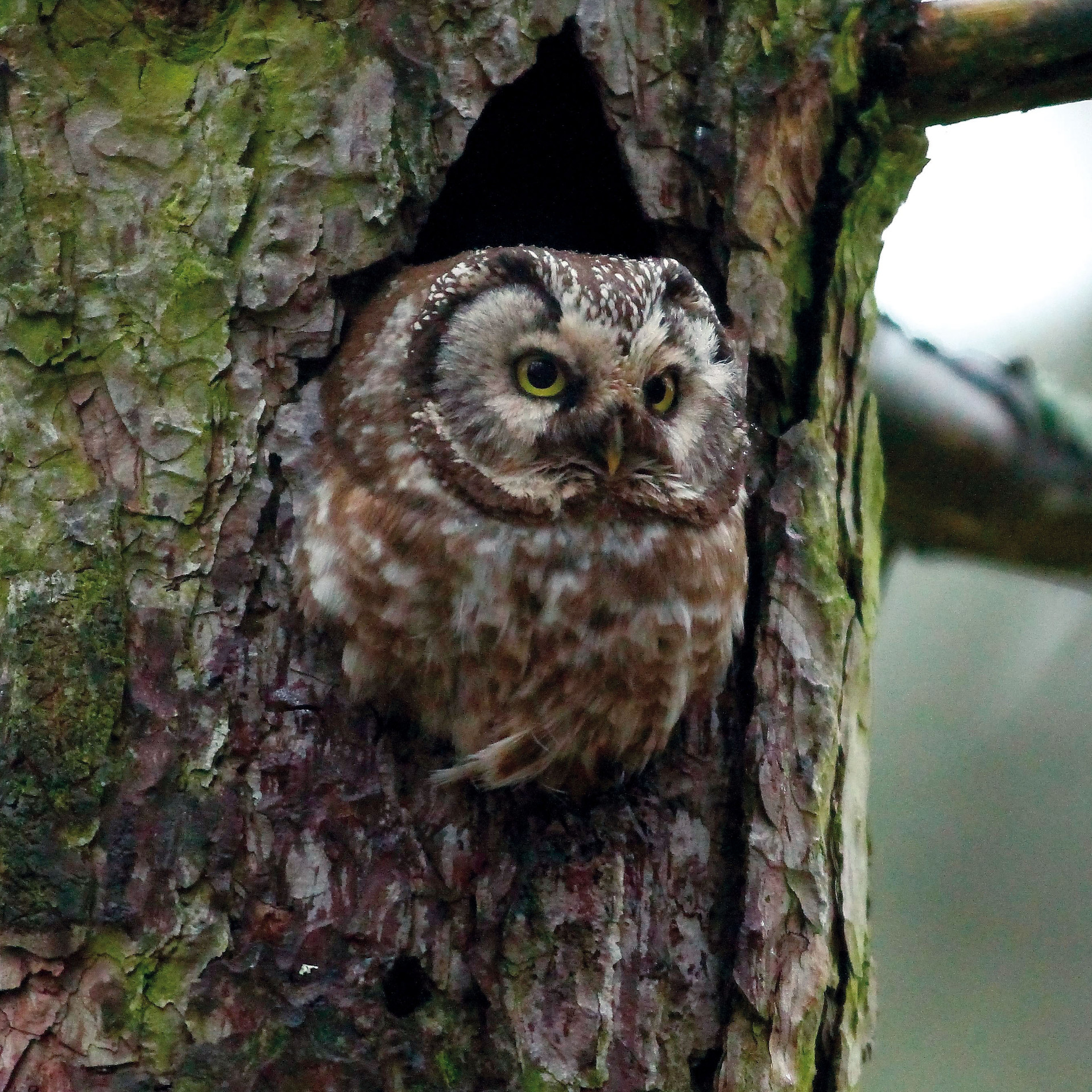 Présentation de l'atlas | Biodiv'Cévennes - Parc national des Cévennes